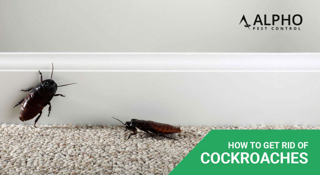How to Eliminate Cockroaches | How to Get Rid Of Roaches