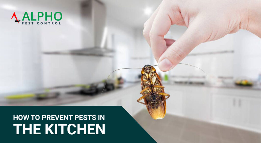 How to Prevent Kitchen Pests | How to Prevent Pests in the Kitchen