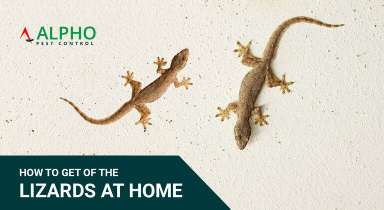 How to get of the lizards at home - Alpho Pest Control